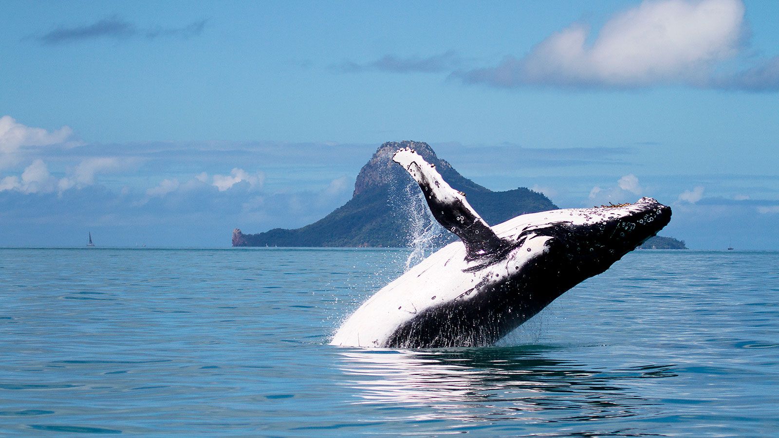 Easy riders: The expert's guide to sailing with whales and dolphins
